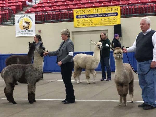 Carolina Alpaca Celebration and Carolina Alpaca Parade Feb 10-11 ...
