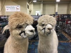 Carolina Alpaca Celebration and Carolina Alpaca Parade Feb 10-11 ...