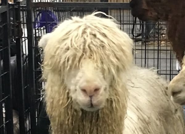 Carolina Alpaca Celebration and Carolina Alpaca Parade Feb 10-11 ...