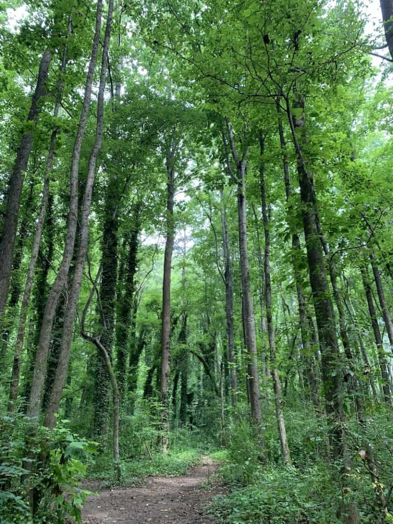 Evergreen Nature Preserve: walk through an unspoiled hardwood forest ...