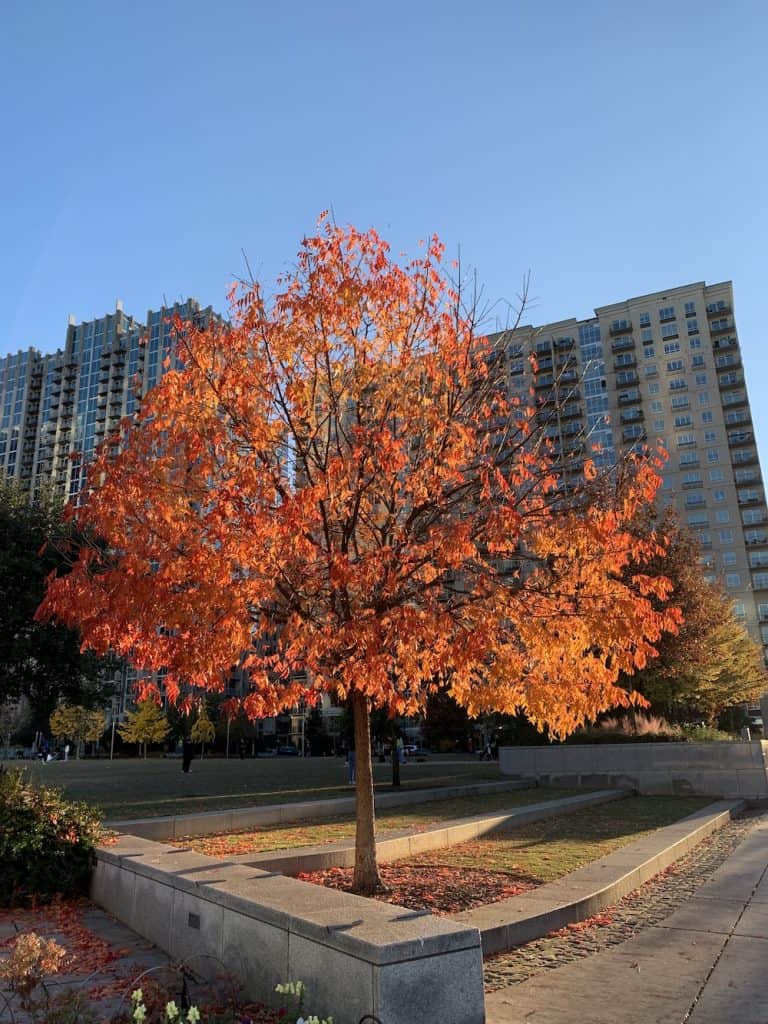Find fall colors in Charlotte - an interactive map (and you can help us ...