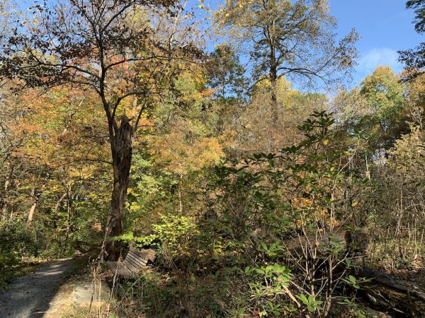 Find fall colors in Charlotte - an interactive map (and you can help us ...
