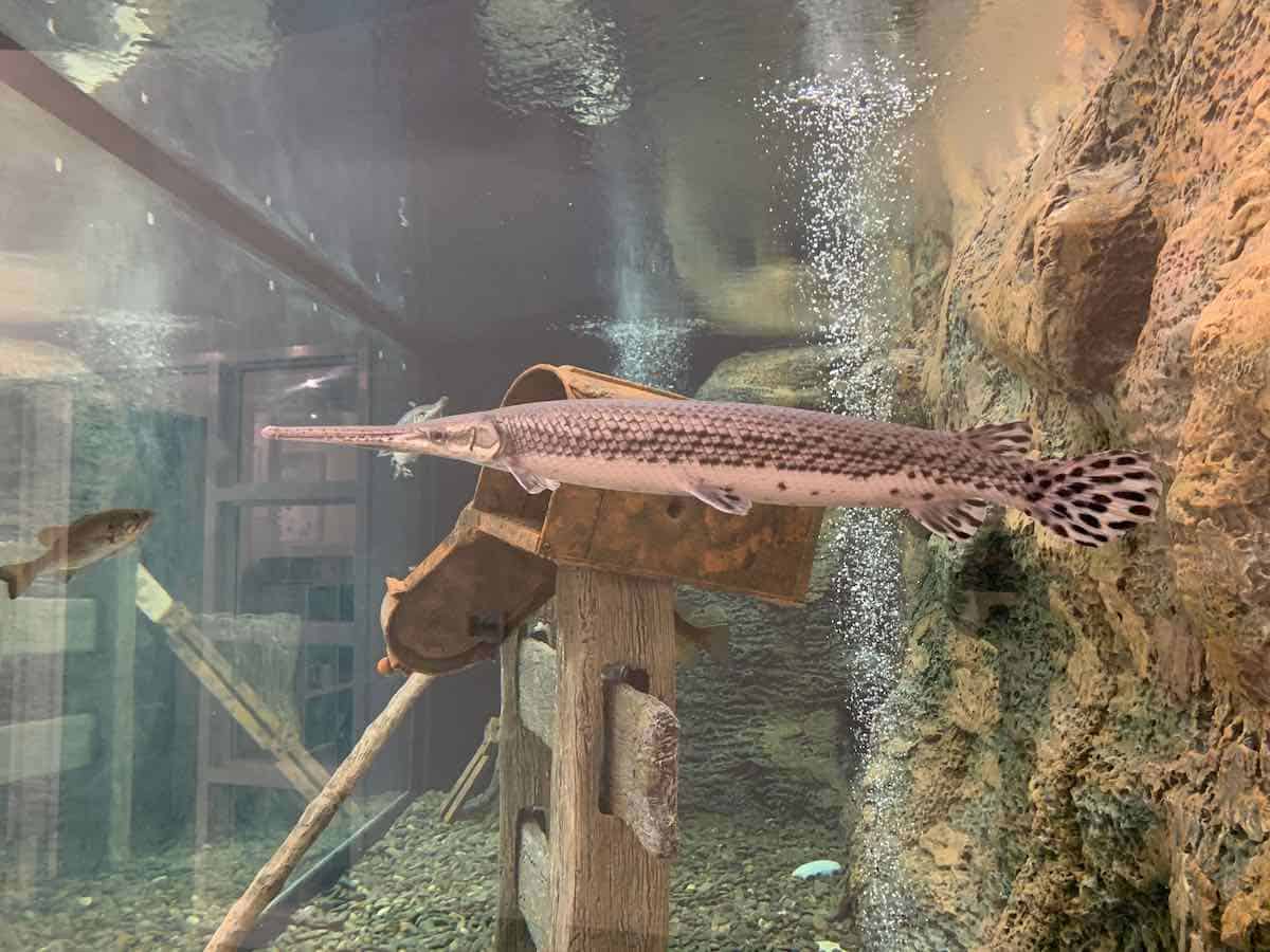 Guided hikes, animal encounters and more at Mecklenburg County Rec ...