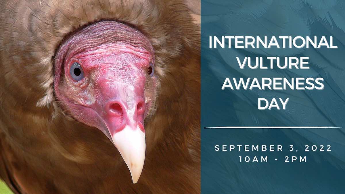 International Vulture Awareness Day at Carolina Raptor Center ...