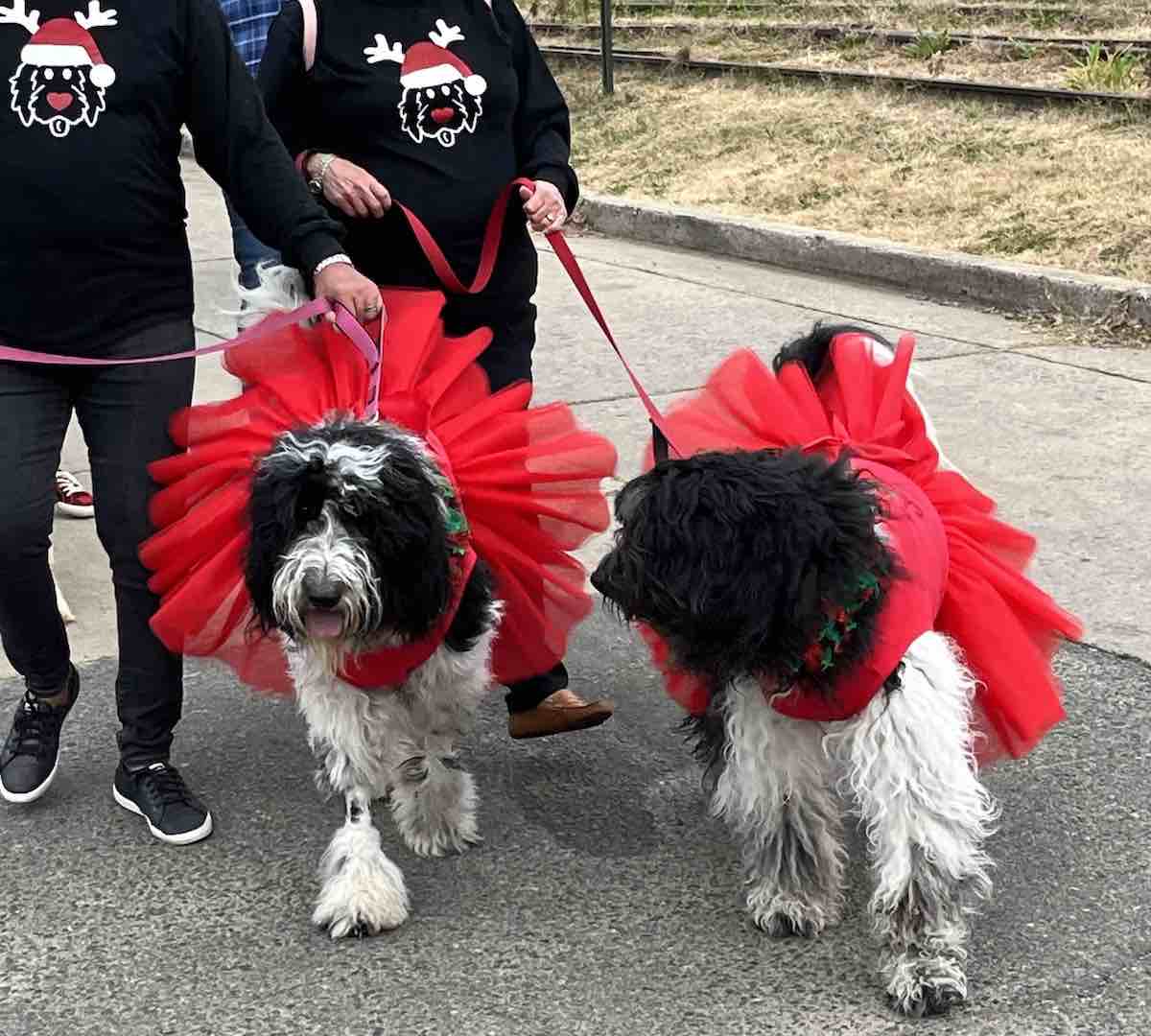 10 Dog Festivals in Charlotte - Charlotte On The Cheap