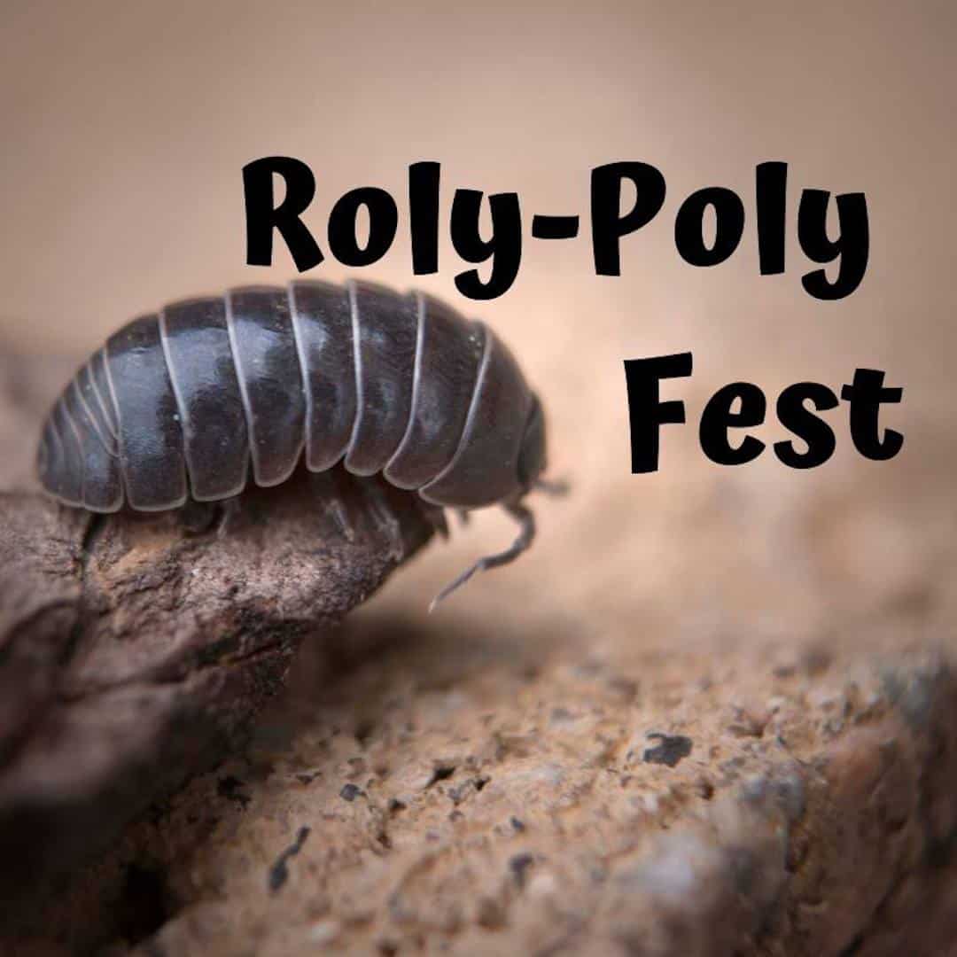 Roly Poly Fest at Rob Wallace Park in Midland - Charlotte On The Cheap