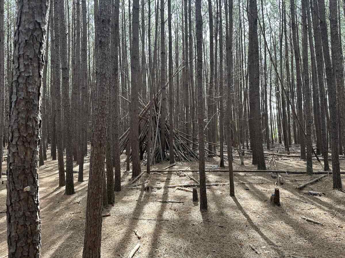 Walk Through an Enchanted Forest at Purser-Hulsey Park in Matthews ...