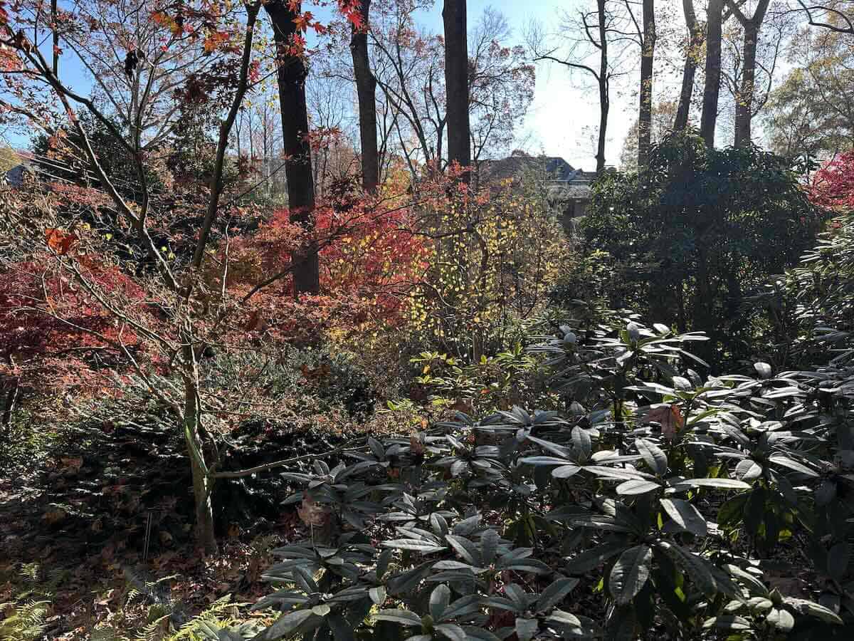 MapleWalk Garden in Charlotte is in full fall colors - and free to ...