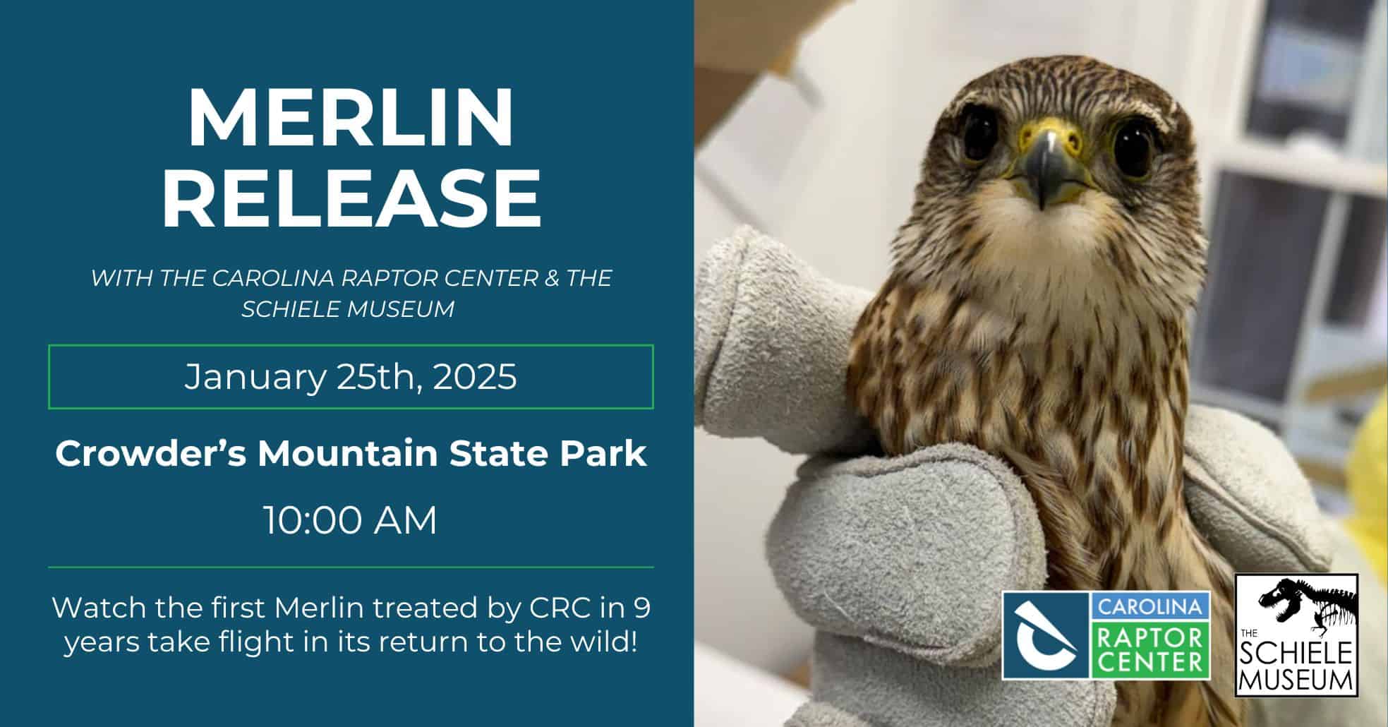 Carolina Raptor Center Releasing Rehabilitated Merlin at Crowder's ...