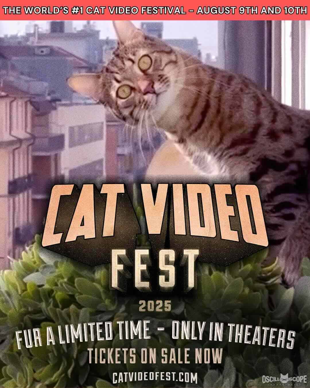 Cat Video Fest at Independent Picture House August 9-10 - Charlotte On ...