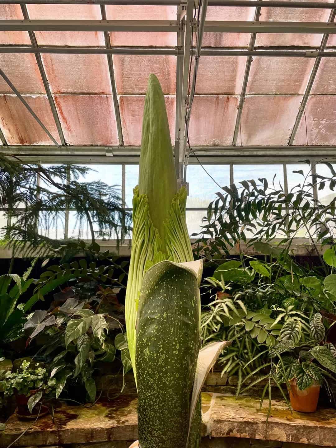 Titan Arum (corpse flower) blooming at UNC Charlotte Botanical Gardens ...