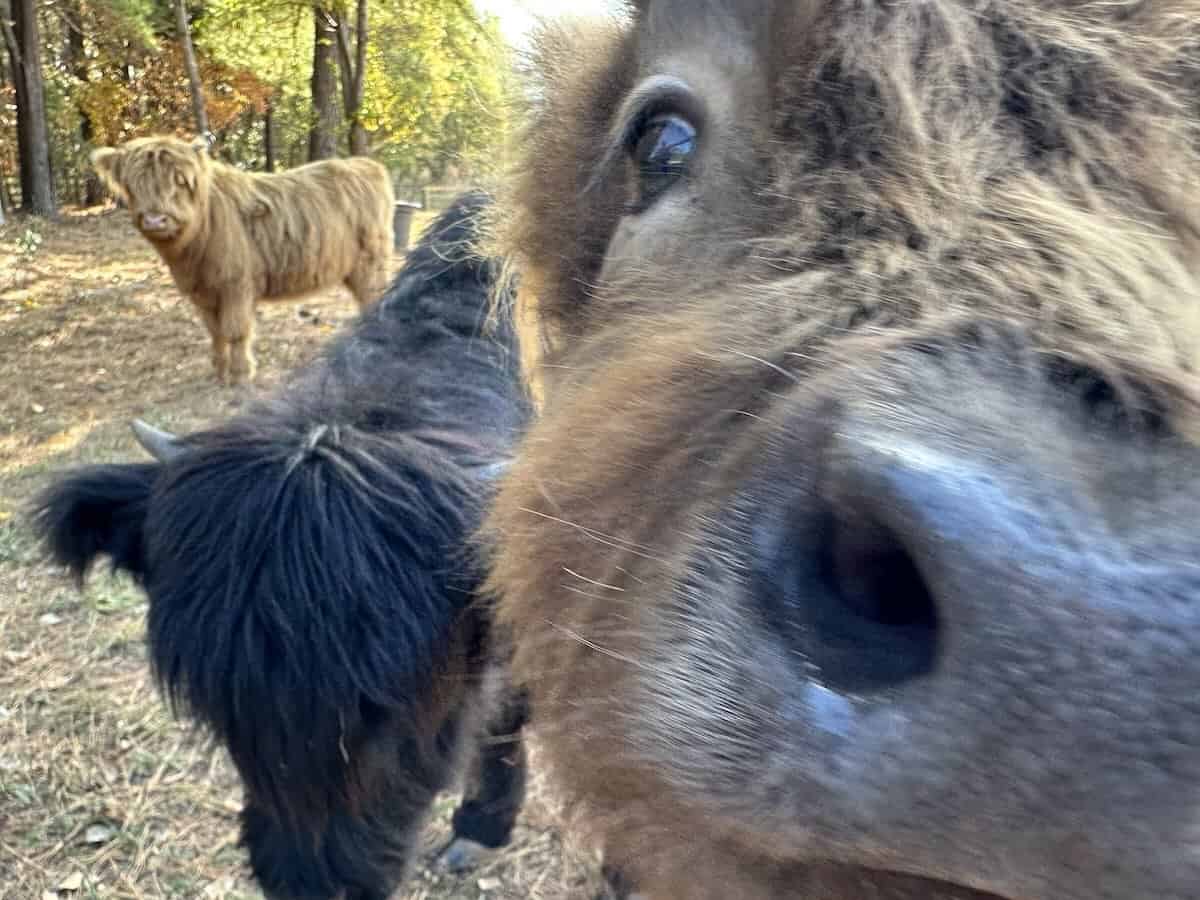 Everything you need to know about visiting the Highland Cows at ...